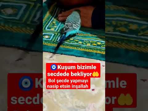 kandil geceniz mübarek olsun 🤗🥰🥰 #tombiş #keşfet #muhabbetkuşu #kuşum