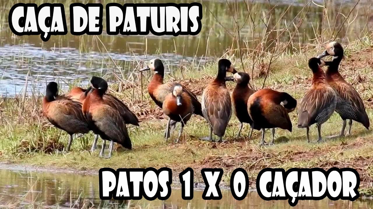 CAÇADA DE PATOS DESSA VEZ OS PATOS GANHARAM - YouTube