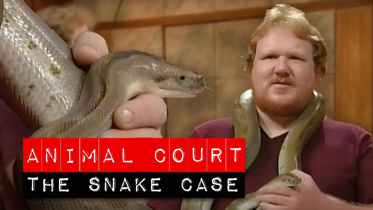 The Snake Case | Animal Court - YouTube