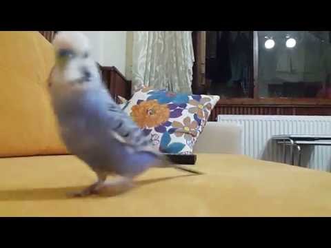 Muhabbet kuşu ile kumanda kavgası