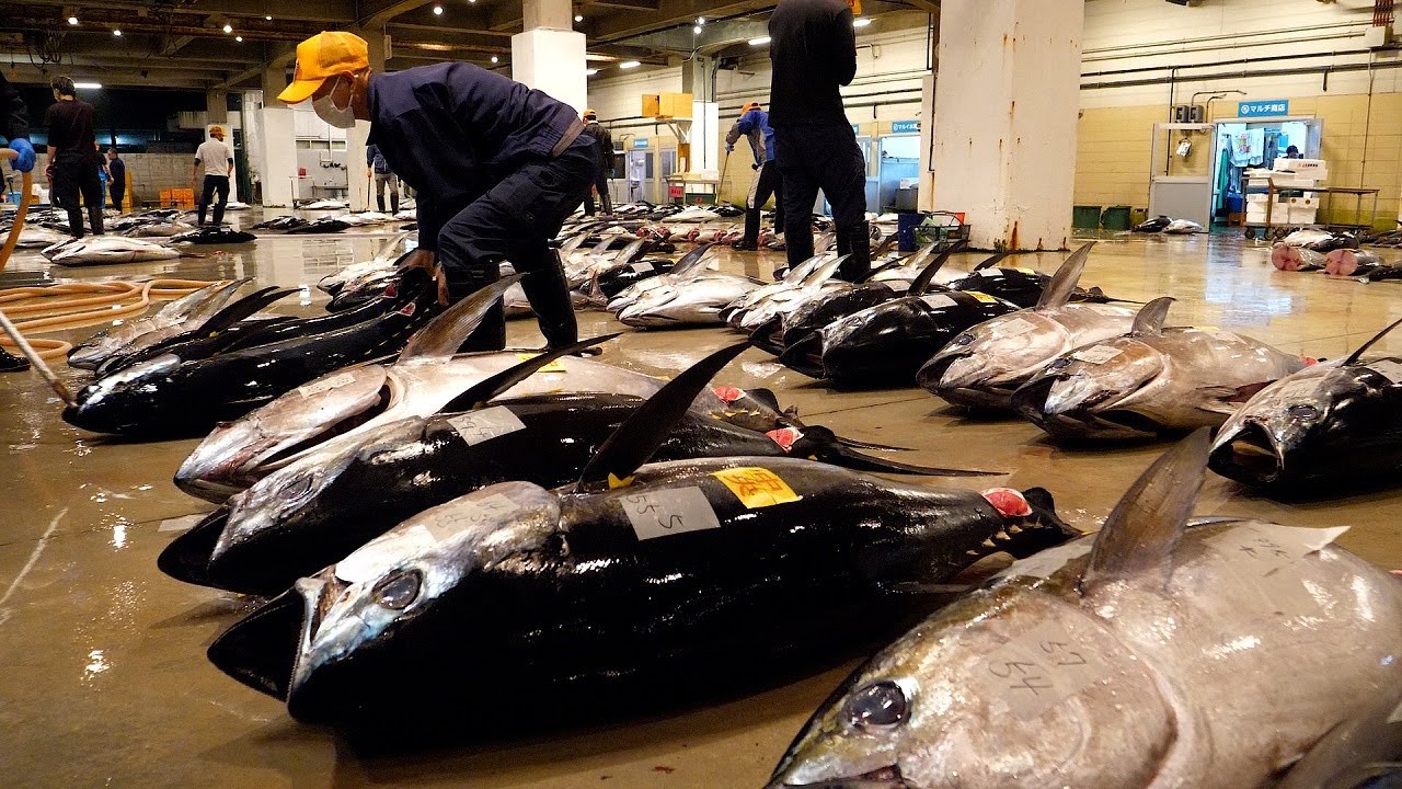 2023 일본 오키나와 겨울 생선 풀버젼 보기 - 2023 Okinawa Japan winter fish full version ...