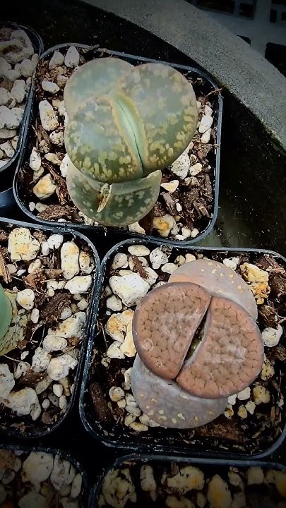 These Living Rocks will truly Rock your world. - YouTube