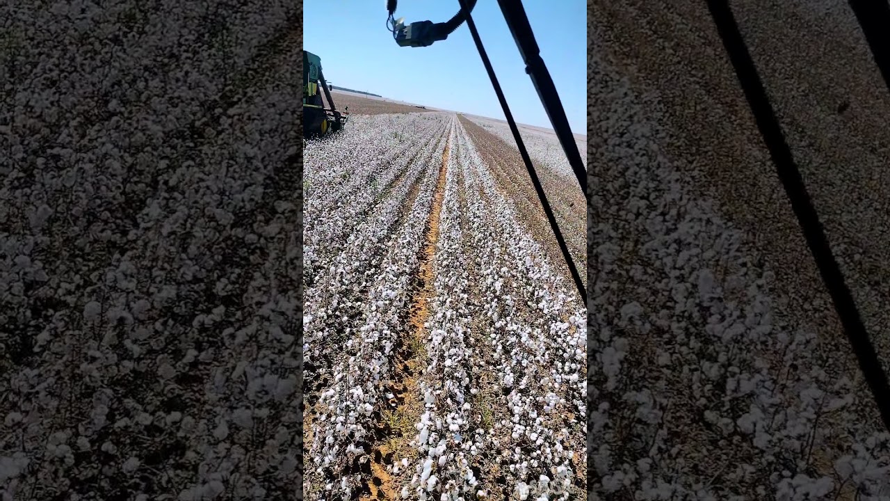 colheitadeira de algodão CP 690🚜 - YouTube