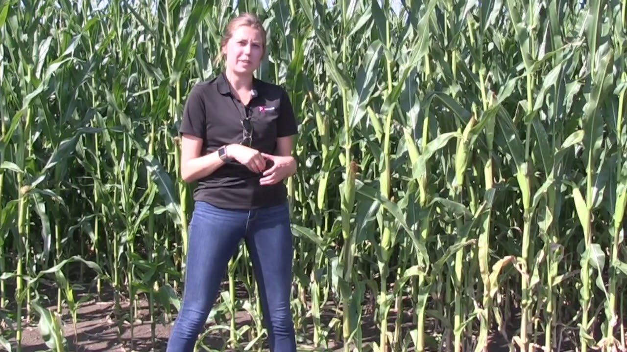 Corn School: The birds and the bees — of corn that, is - YouTube