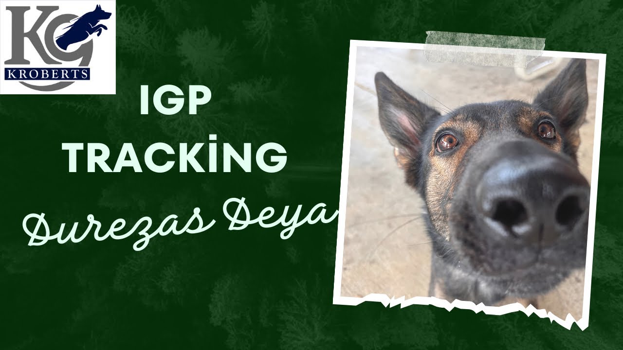 German Shepherd Tracking footsteps 💪 - YouTube