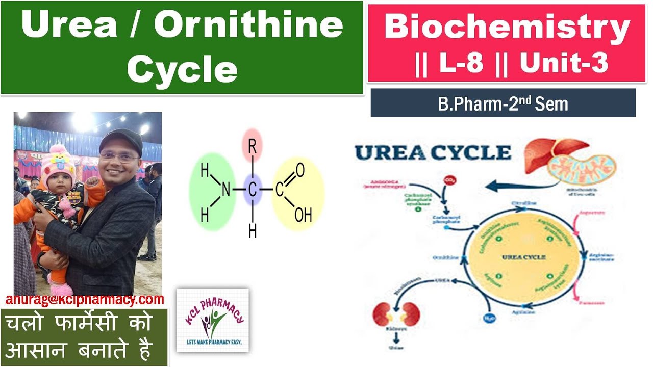 Urea Cycle Ornithine Cycle || L-8 Unit-3| Biochemistry - YouTube