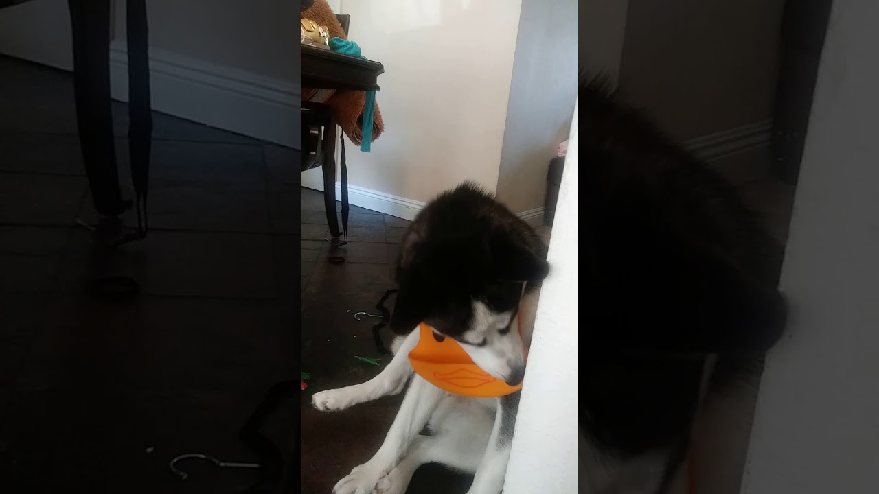 Luna gets to be a baby - YouTube