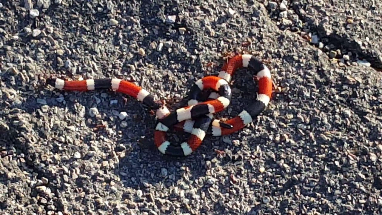 A Cloud, An Arizona Coral Snake, and Two Rabbits Green Valley 08052017 ...