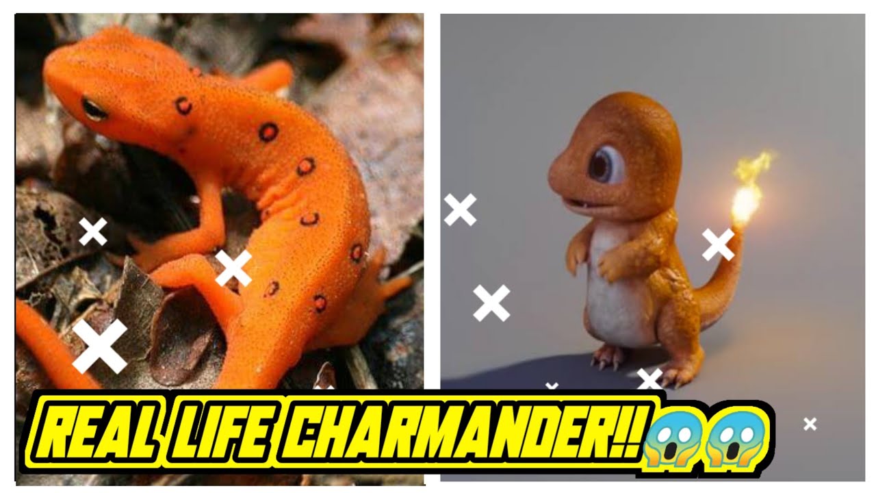 || POKEMON IN REAL LIFE (2021) PART 2 || - YouTube