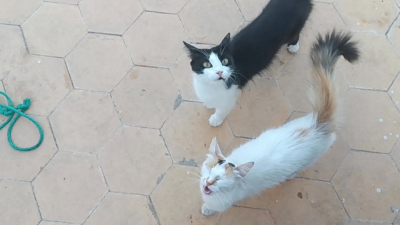 cats screaming and crying from hunger - YouTube