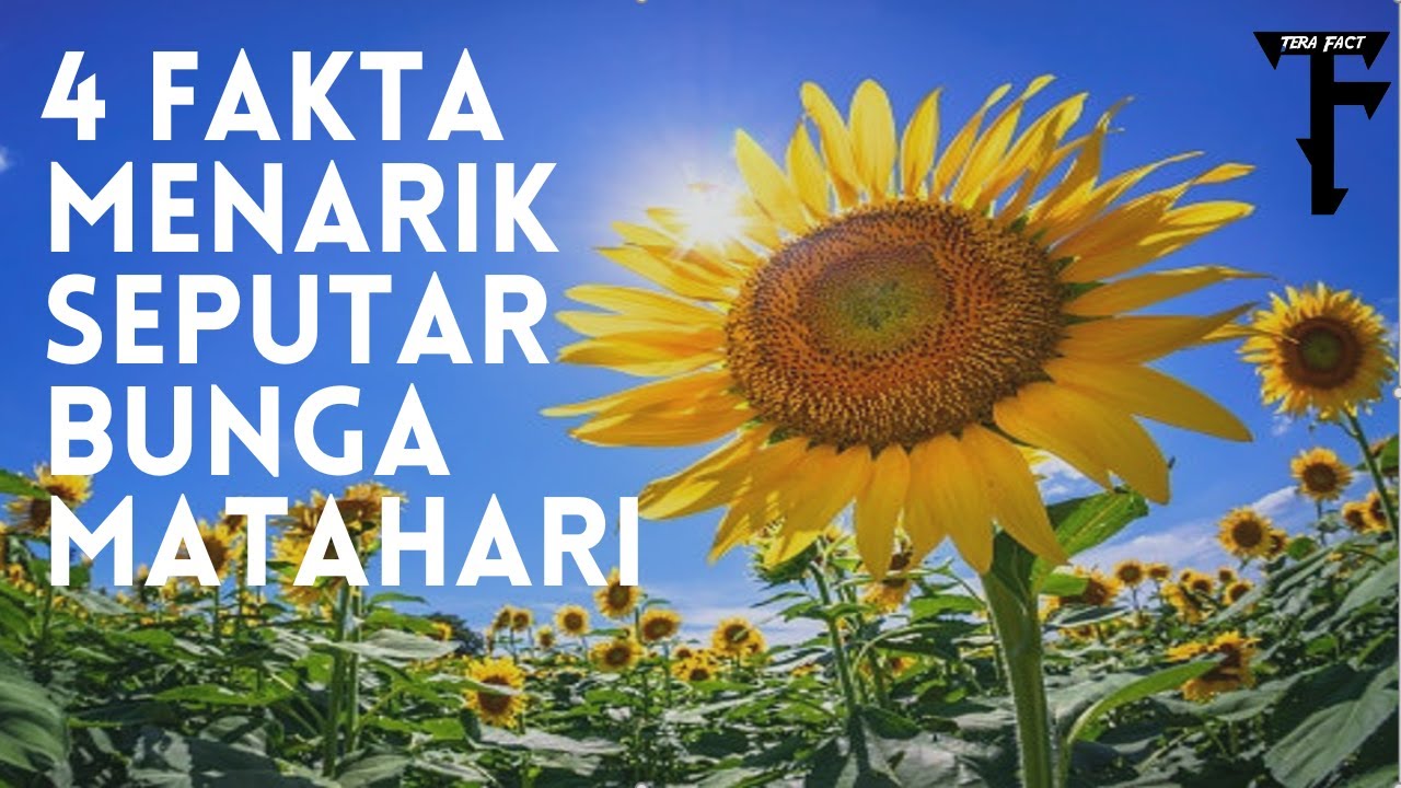 4 Fakta Menarik Seputar Bunga Matahari, Bunga Yang Mempunyai Daya Tarik ...
