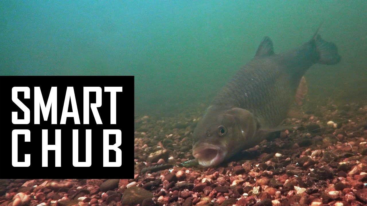 Big Chub fishing Underwater with live comments - YouTube