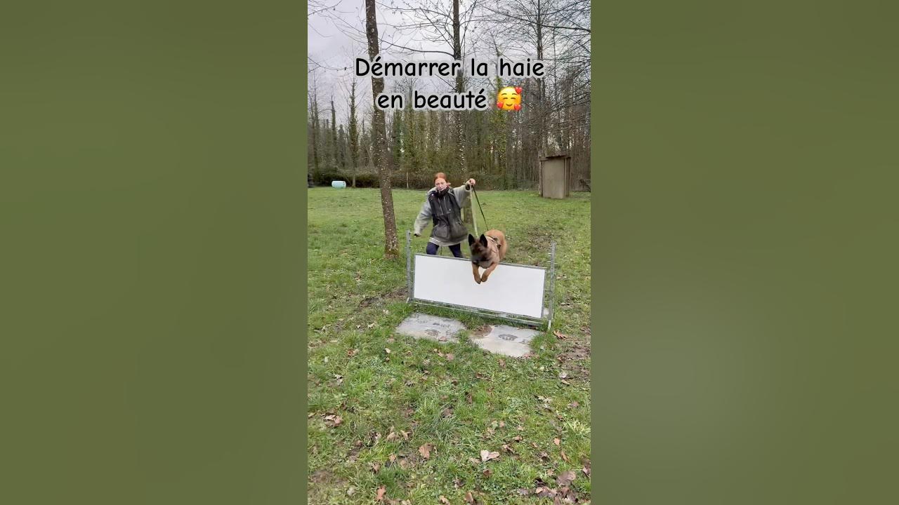 Démarrage saut de haie pour kiri malinois 7 mois - YouTube