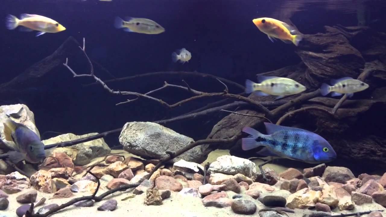 Central American display Aquarium from Aquaria.in - YouTube