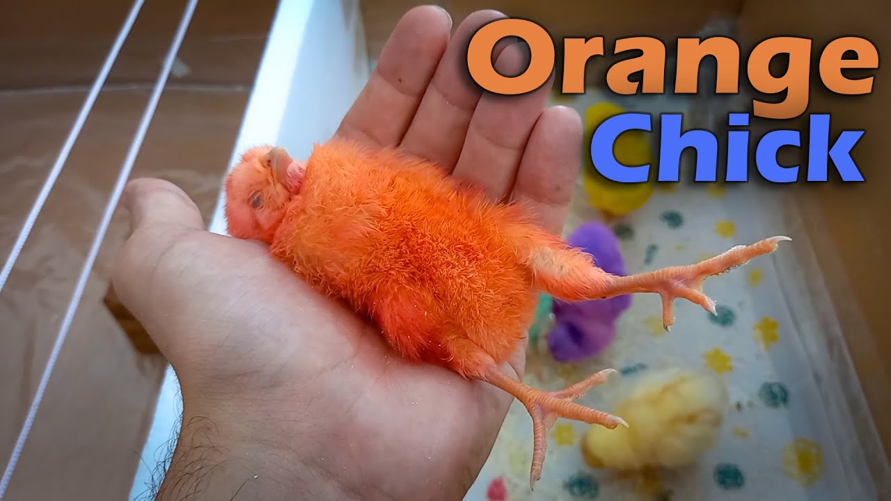 The chicken fainted in my hand - YouTube