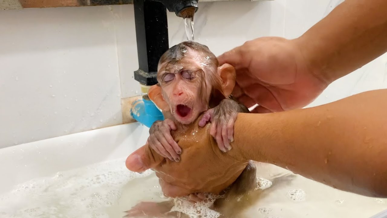 Puppy Monkey So Smart And Cute Monkey - YouTube