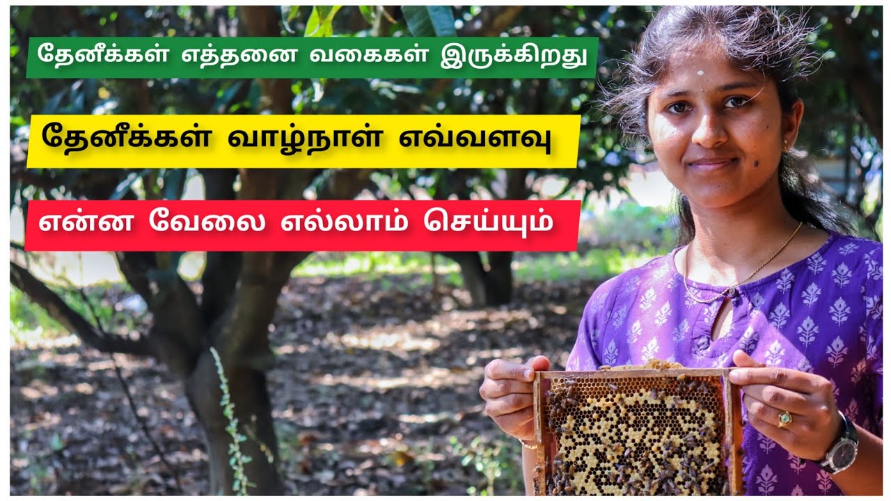 தேனீக்கள் எத்தனை வகைகள் இருக்கிறது என்ன வேலை எல்லாம் செய்யும் வாழ்நாள் ...