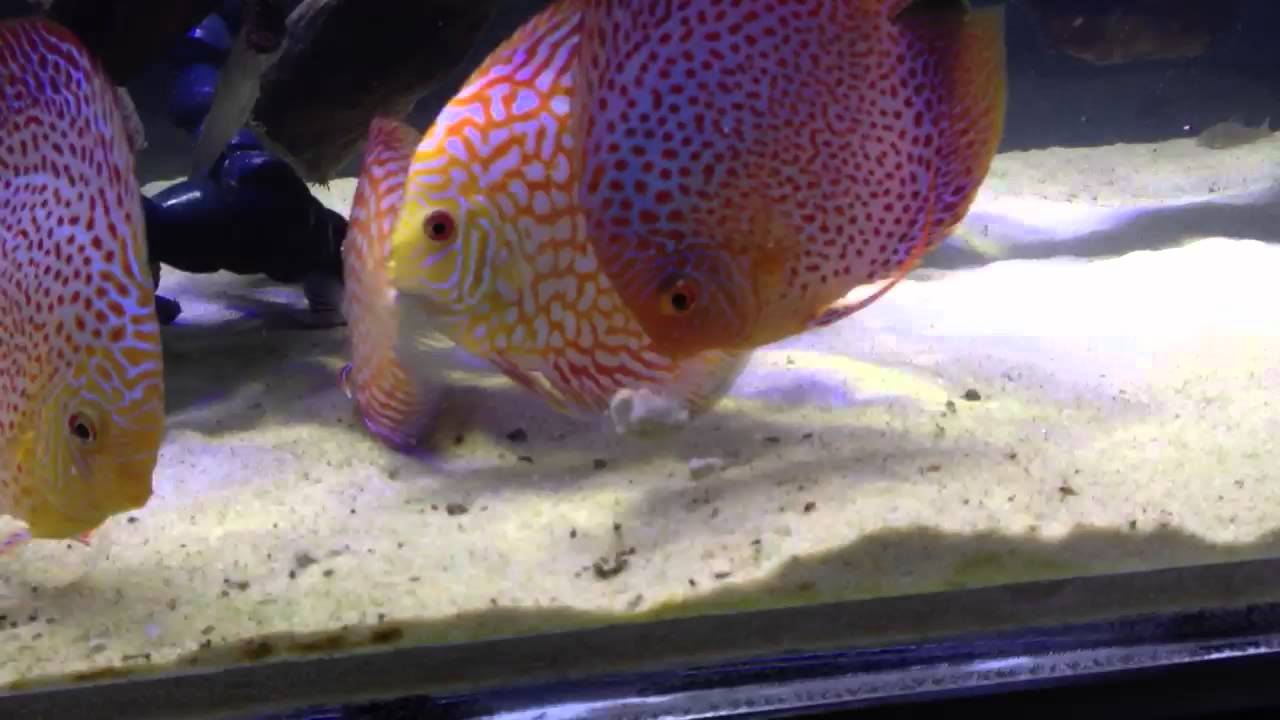 Discus eating homemade food - YouTube