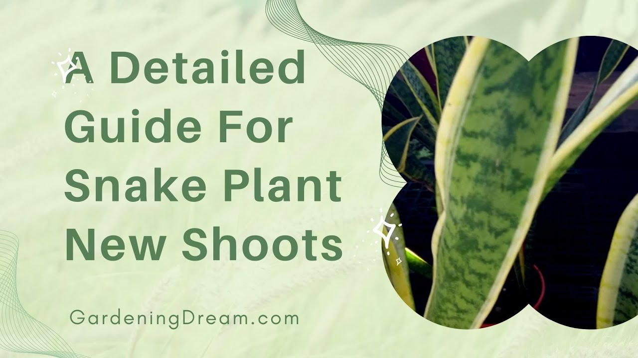 A Detailed Guide For Snake Plant New Shoots 2 - YouTube