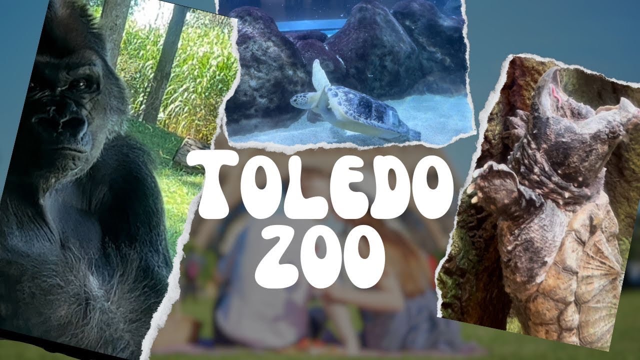 Toledo Zoo Tour: Gorilla Kingdom, Aquarium Fun, and Nature Discoveries ...