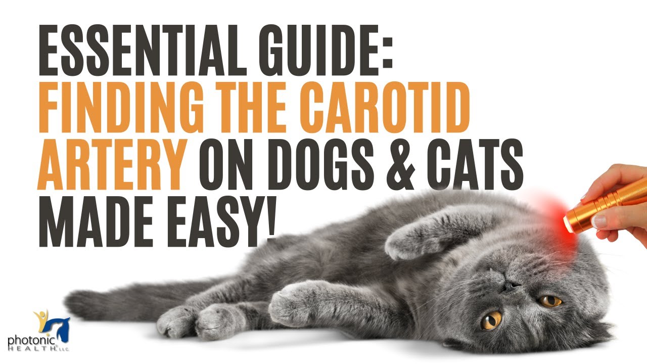 Essential Guide: Finding the Carotid Artery on Dogs & Cats Made Easy ...