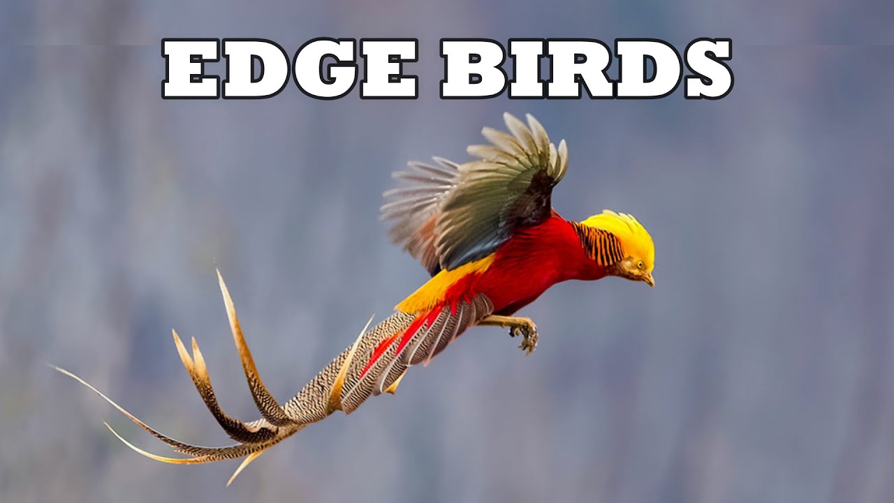 TOP 100 EDGE BIRDS IN THE WORLD - YouTube
