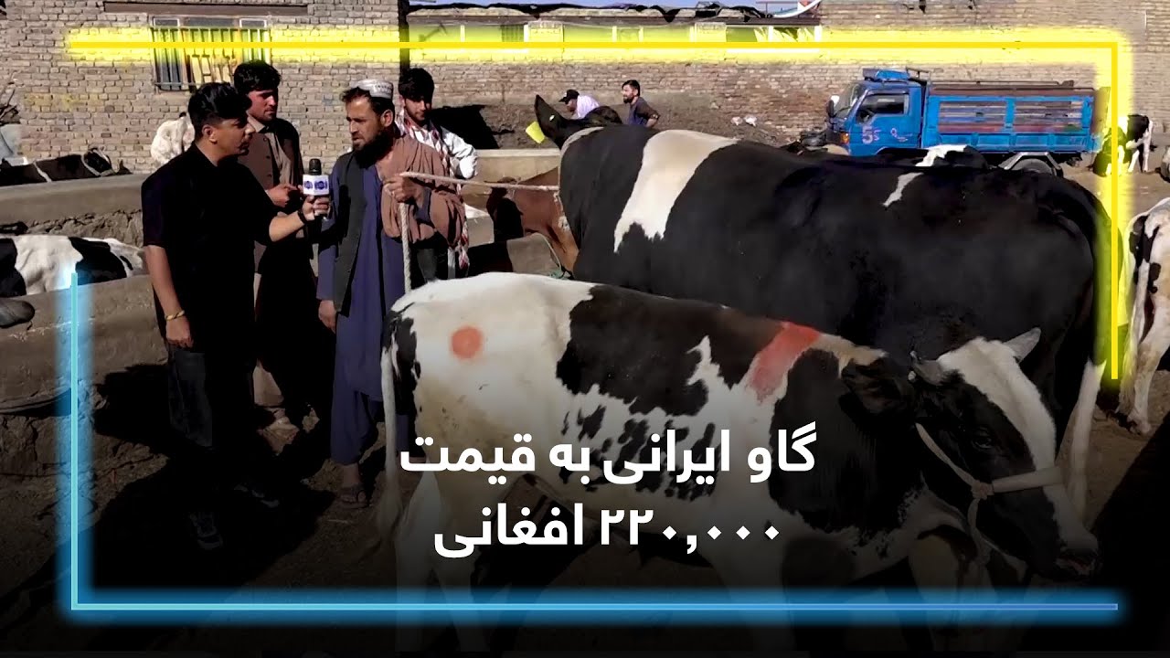 An Iranian cow priced at AFN 220,000 / گاو ایرانی به قیمت ٢٢٠,٠٠٠ ...