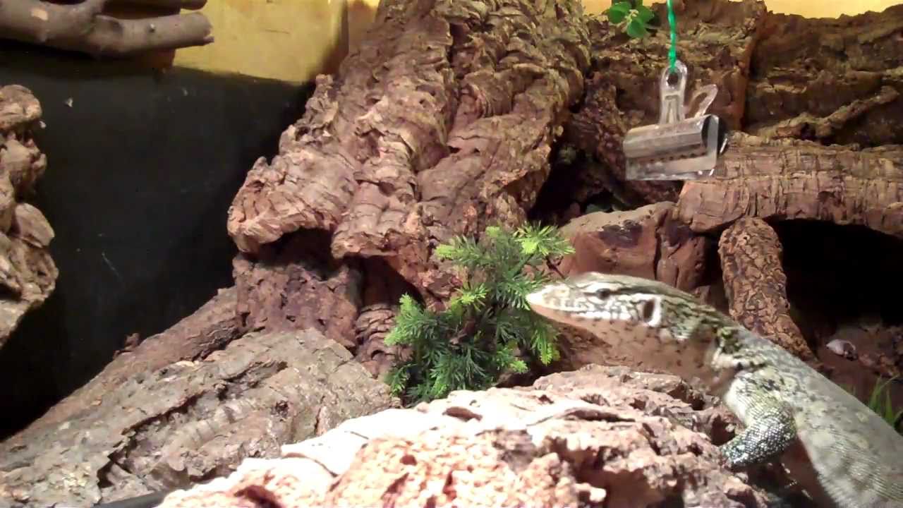Nile Monitor Lizard 26 days growth mice are same size in clips - YouTube