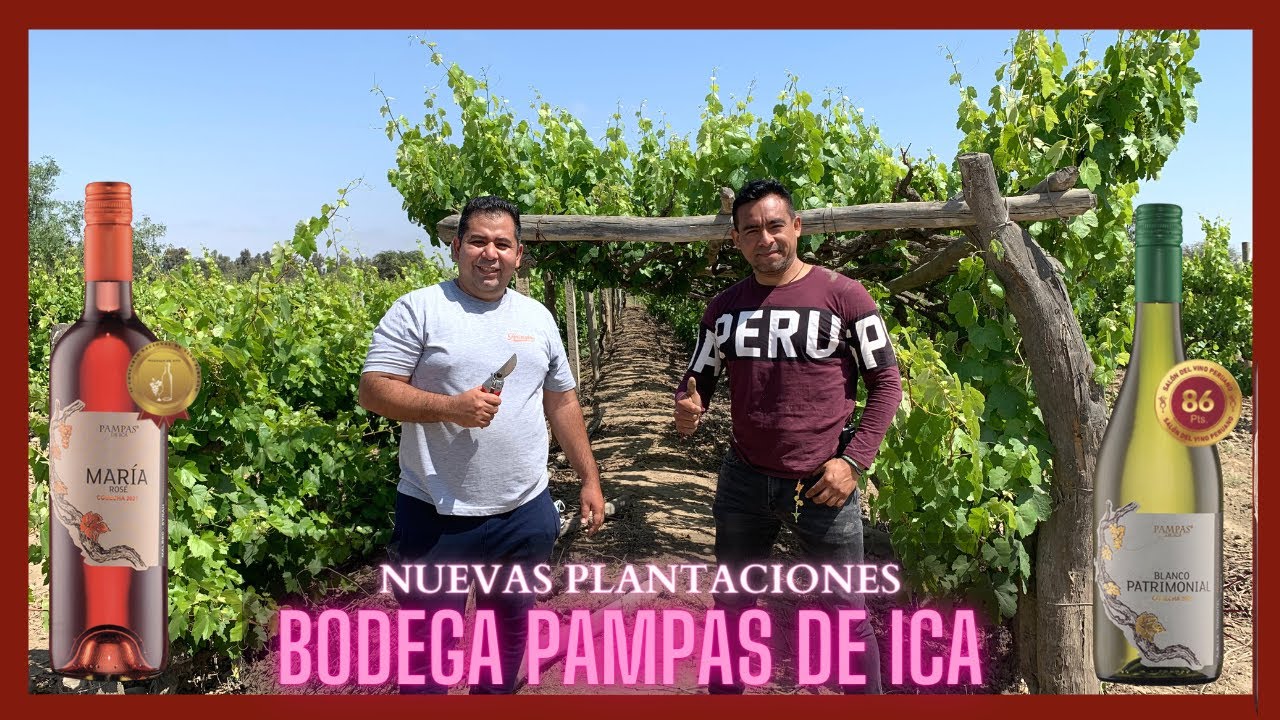 🍇 Visita a los VIÑEDOS de la Bodega PAMPAS DE ICA | Vinos Patrimoniales ...