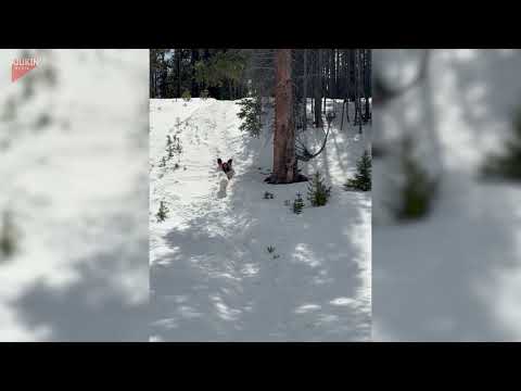 Girl Gets Pulled Down Hill by Dog - 1826921