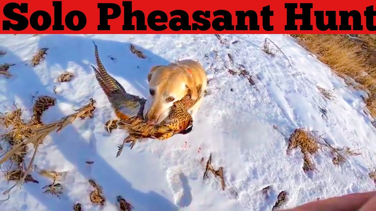 Solo Two Day Colorado Pheasant Hunt - YouTube