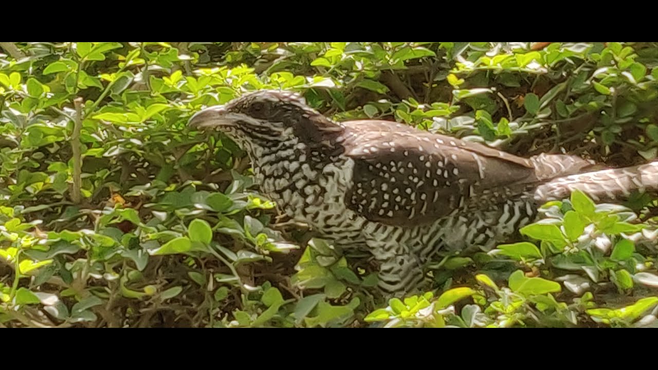beautiful bird's/nature and bird's/cuckoo's singing/mirahmedgb - YouTube