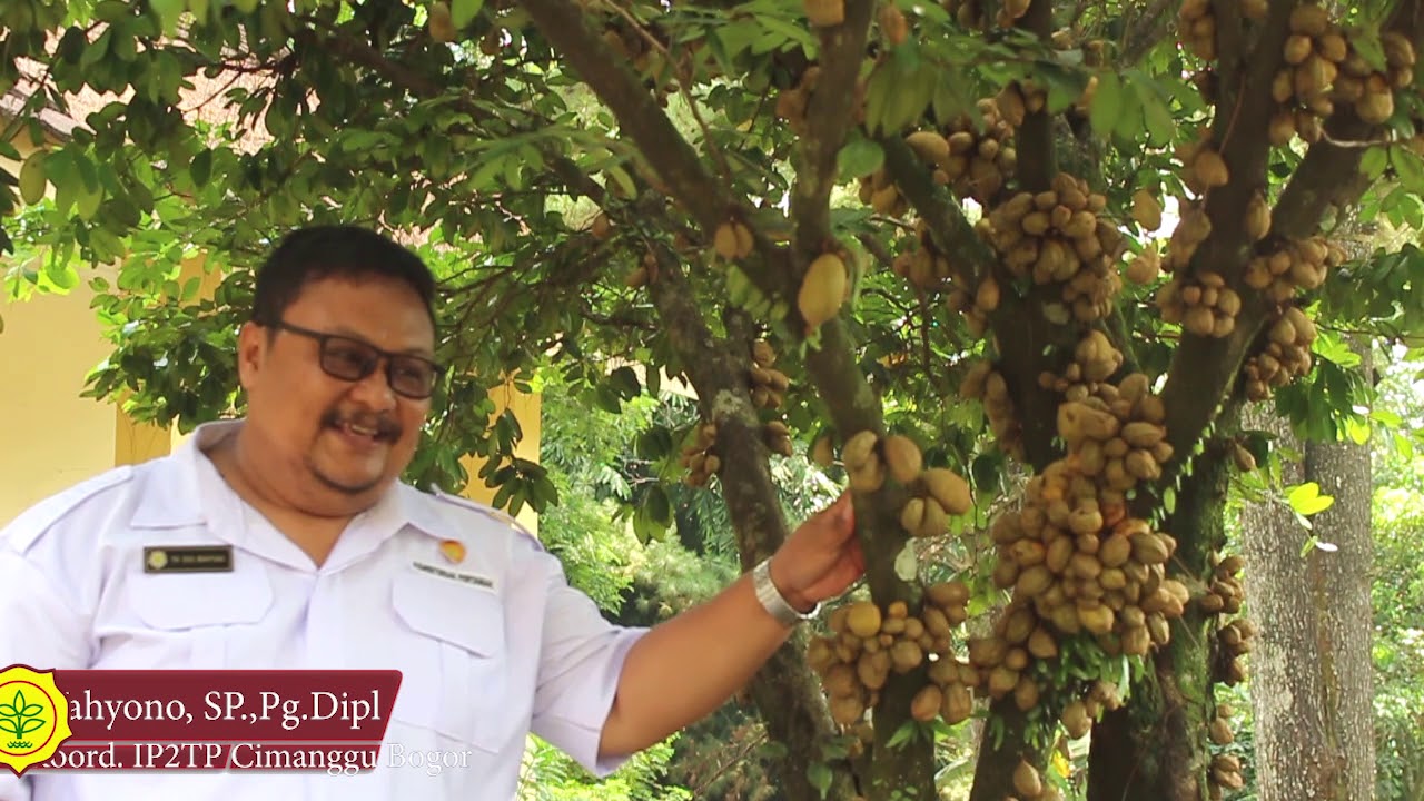 Khasiat Buah Nam Nam Di Kebun Percobaan Cimanggu Balittro Bogor - YouTube