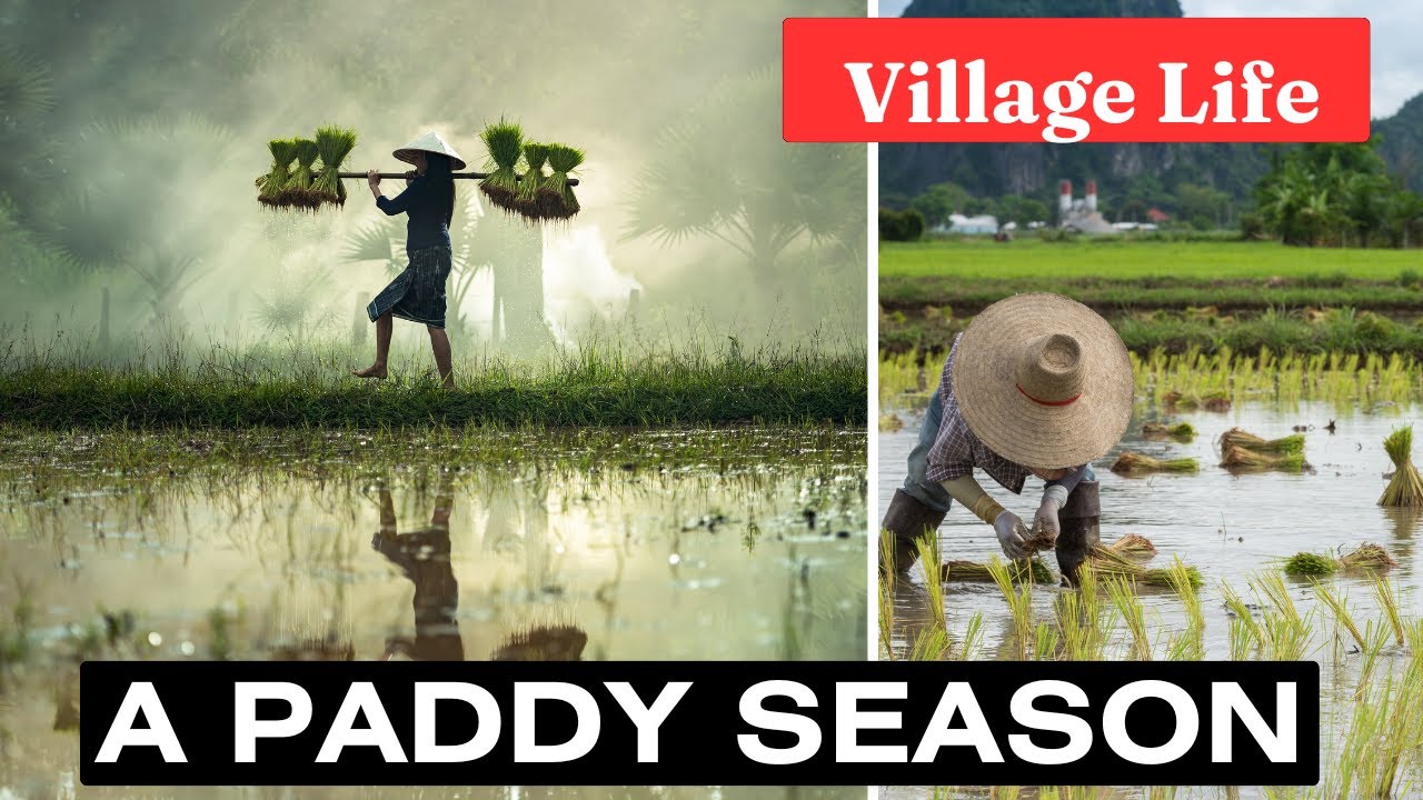 A Random Paddy Season In Bangladesh । Village Life । Natural Beauty ...