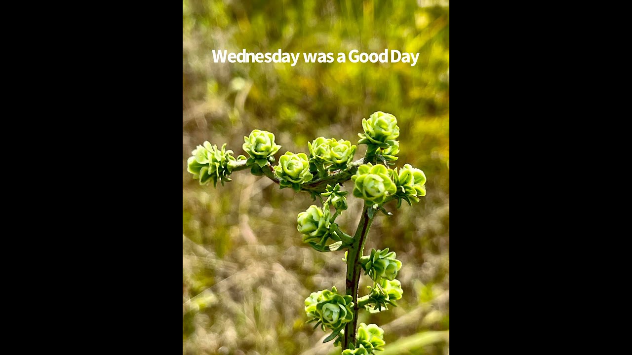 Breezy Day at the Arboretum near Lake Sylvia - YouTube