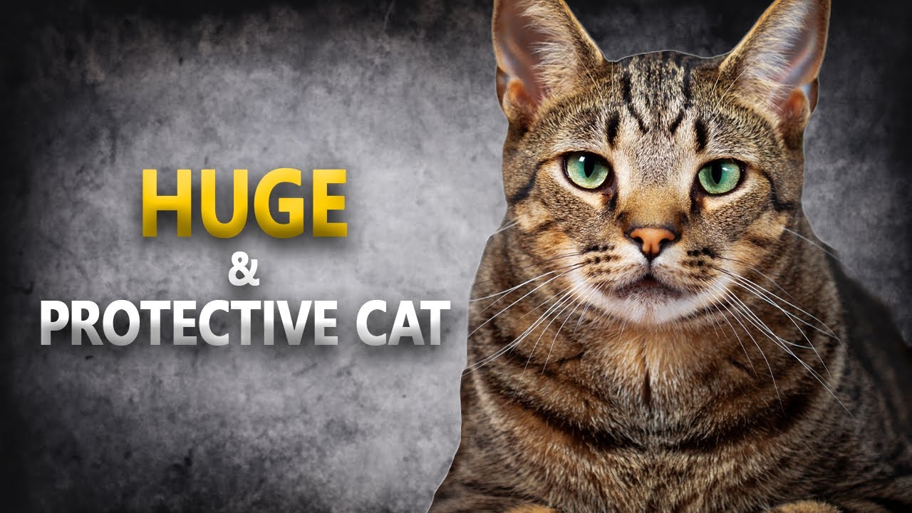 THE CHAUSIE CAT - HUGE & PROTECTIVE CAT? - YouTube