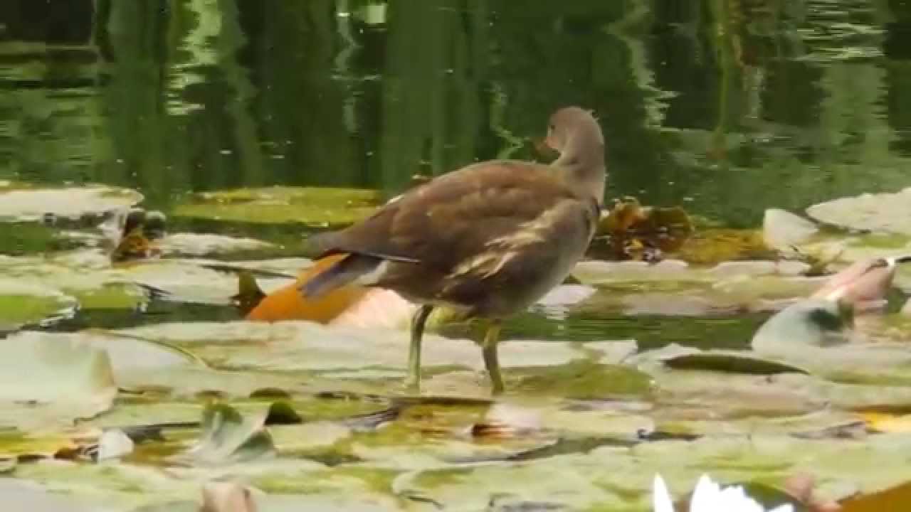Female moorhen on water lilies. Taken at Biddulph Grange Garden. - YouTube