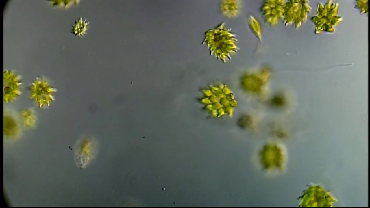 SPONDYLOMORUM ALGA - YouTube