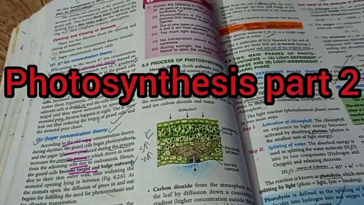 Photosynthesis part 2, icse class 10 explained - YouTube