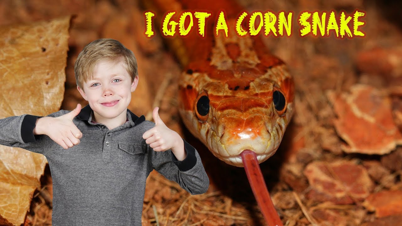 I got a Corn Snake - YouTube