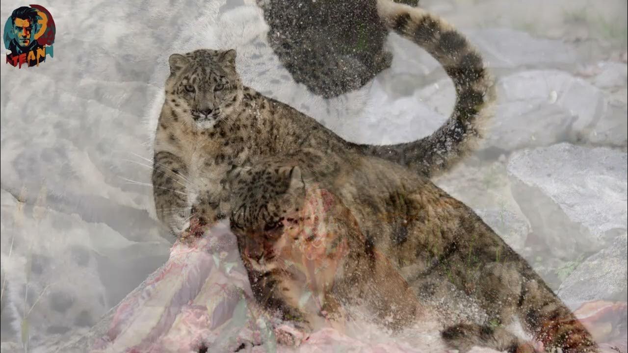Snow Leopard: Ghosts of the Mountains - YouTube