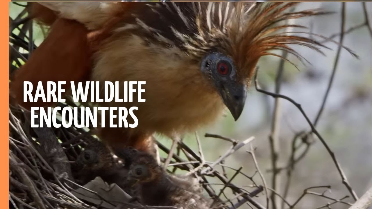 Living with Nature in Guyana's North-East - Rare Wildlife Encounters ...