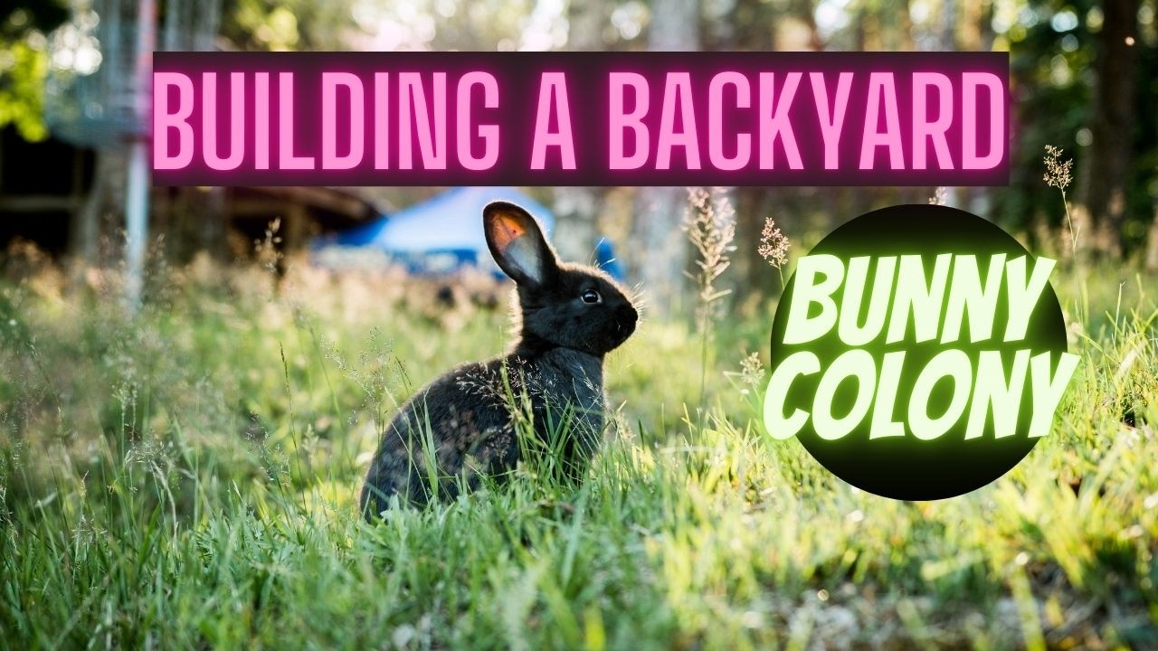 Transform your backyard: Building a thriving bunny colony - YouTube