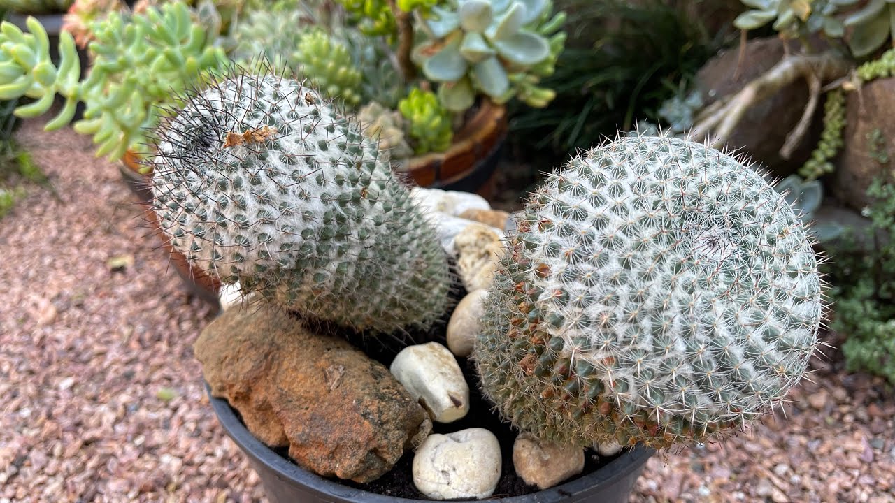 CACTO CRESCENDO DEITADO? Mammillaria matudae - YouTube