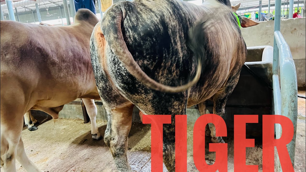 Most unique cow || Tiger Print Bull - YouTube