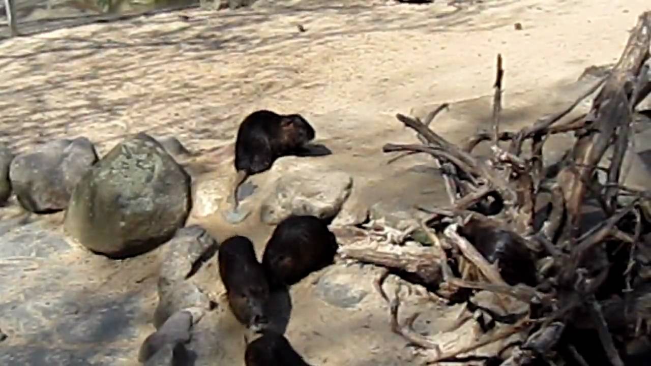 Beaver chase - YouTube