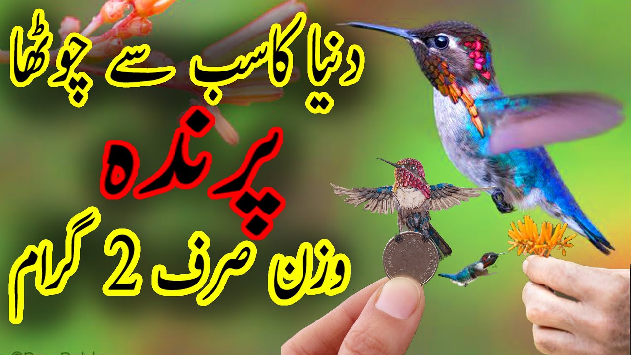 Hummingbird I Smallest Bird of The World | in Urdu / in Hindi ...