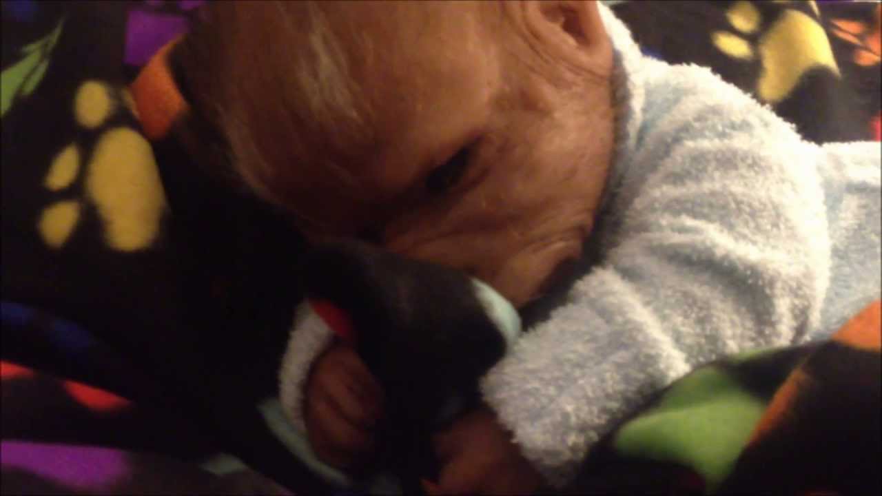 Bedtime for Werepup Giffin - thankyou susankayej88 for his new Blanky ♥ ...