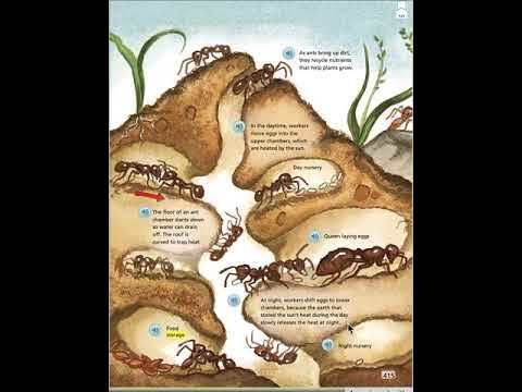 The Life and Times of the Ant Read Aloud - YouTube