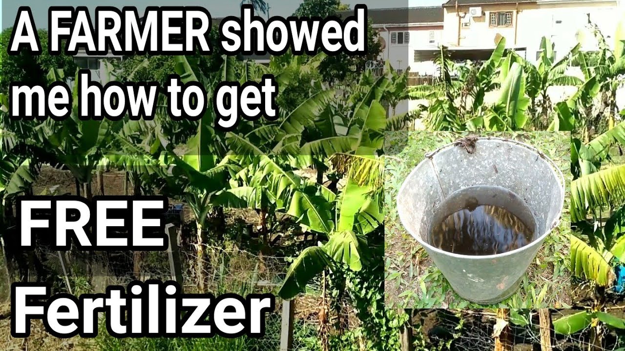 A Farmer showed me how To get Free Fertilizer - YouTube